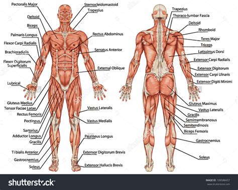 Human Muscle Diagram Labeled