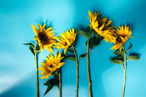 Bright Sunflower Flowers With A Green Stem On A Blue Background Stock