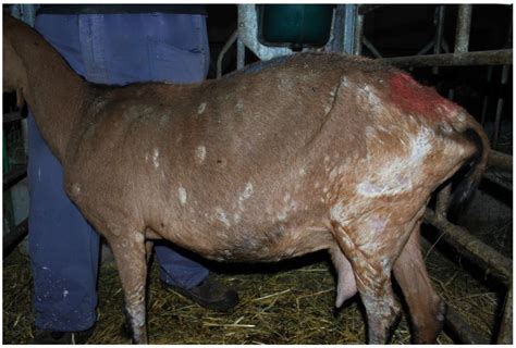 Concurrent Chorioptic Mange And Dermatophytosis In Dairy Goats A Case