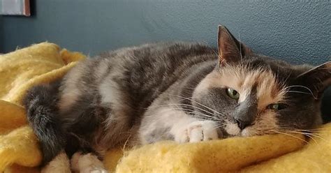 Cats Album On Imgur