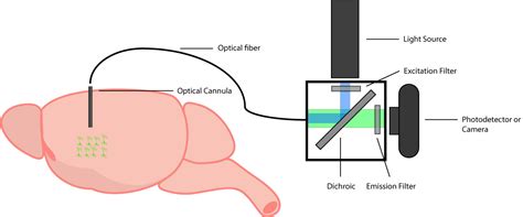 Fiber Photometry The Ultimate Guide Mightex