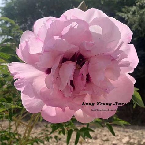 Fen Xi Shi Blushing Princess Rockii Tree Peony
