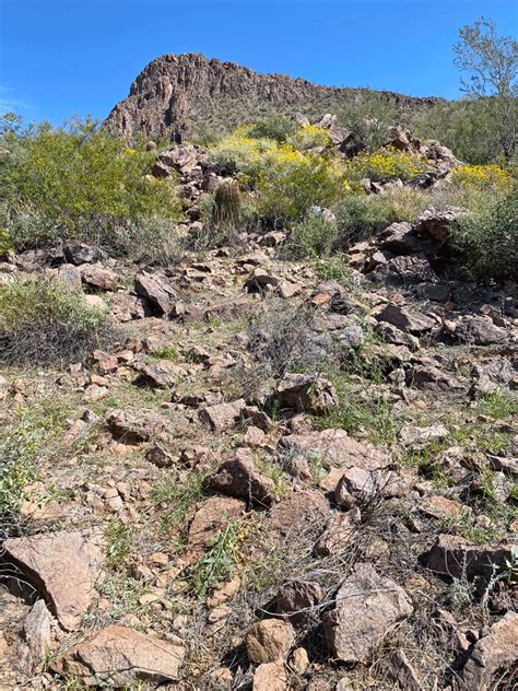 Tucson Mar 1 8 Biosphere 2 Buffelgrass And Birds Travels With A Fox
