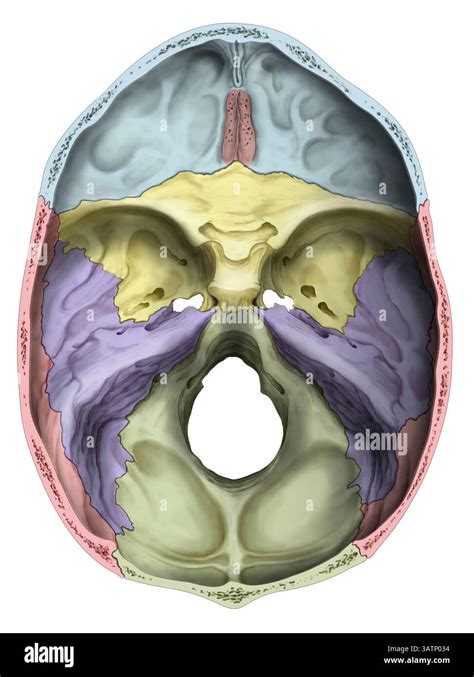 Illustration Of The Bony Structure Of The Human Skull Base From A