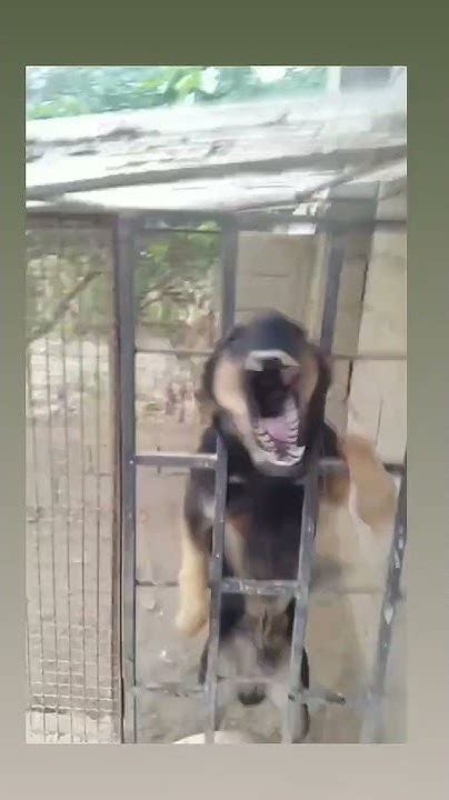 سگبهتریندوستبشریت ژرمنکار سگنگهبان سگآپارتمانی Youtube