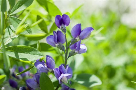 Baptisia Australis Wild Blue Indigo Amandas Garden