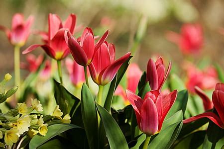 Royalty Free Photo Yellow Tulips Bouquet Pickpik