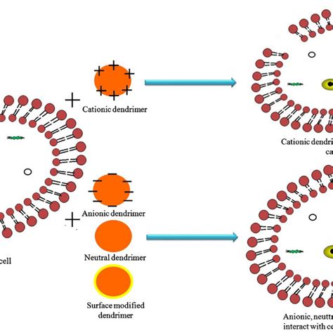 Pdf Dendrimer As Nanocarrier For Drug Delivery