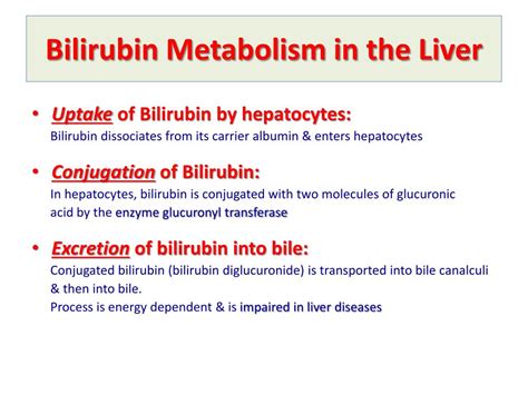 PPT Bilirubin Metabolism Jaundice PowerPoint Presentation Free
