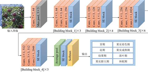 基于改进resnet50模型的自然环境下苹果物候期识别
