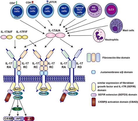 Frontiers Maternal And Adult Interleukin 17a Exposure And Autism