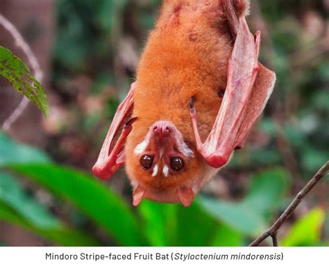 Stripe Faced Fruit Bat