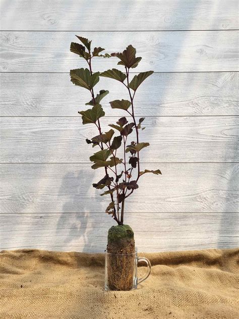 Physocarpe Diabolo Arbresenligne