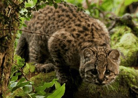 El Gato Andino La Joya Desconocida De Los Andes Blog Felinus