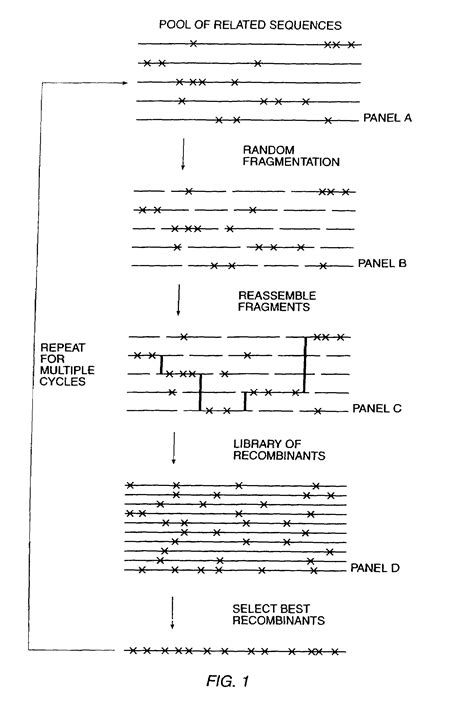 Methods And Compositions For Cellular And Metabolic Engineering