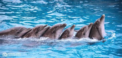 შოუ Dolphinarium