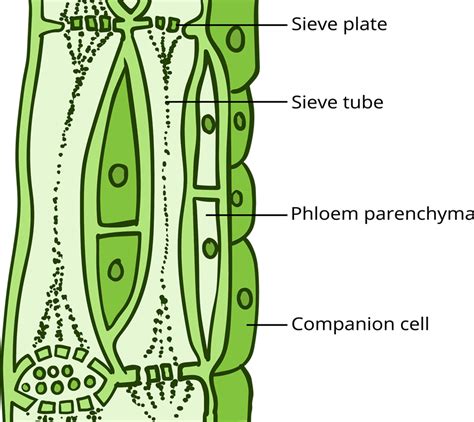 Phloem Tissue