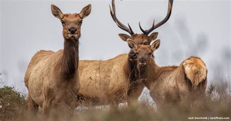Where Do Tule Elk Stand Now