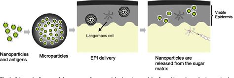 Figure 1 From Encapsulation Of Antigen Loaded Silica Nanoparticles Into