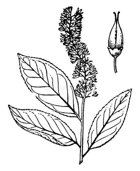 Itea Stock Illustrations 2 Itea Stock Illustrations Vectors And Clipart Dreamstime