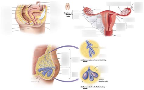 Bsc 216 Lab Exam 3 Female Reproductive Organs Diagram Quizlet