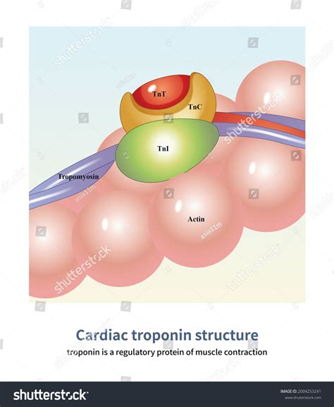 Cardiac Troponin Composed Three Different Subunits Stock Illustration