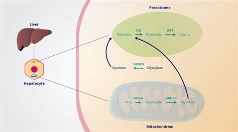 What Causes Primary Hyperoxaluria Ph Uncovering Ph