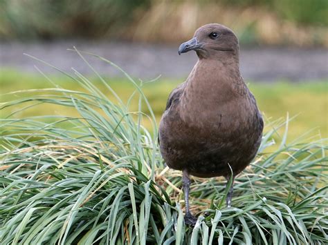 Brown Skua Ebird