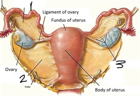 Repro Phys Lab Practical Female Flashcards Quizlet