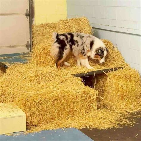 Barn Hunt Association What It Does And How It Supports The Sport