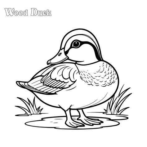 Premium Vector Wood Duck Hand Drawn Coloring Page And Outline Vector