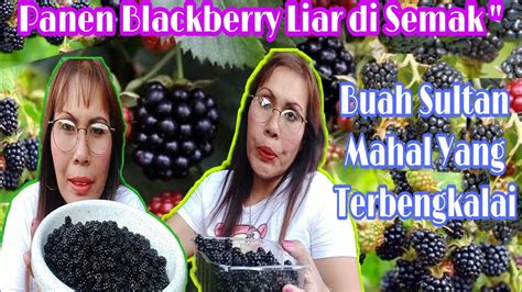 Panen Blackberry Liar Gratis Di Hutan Buah Sultan Yang Terbengkalai Youtube