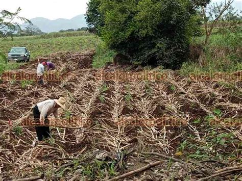 Lluvias No Alivian Sequía Pega En 33 Municipios Veracruzanos Al
