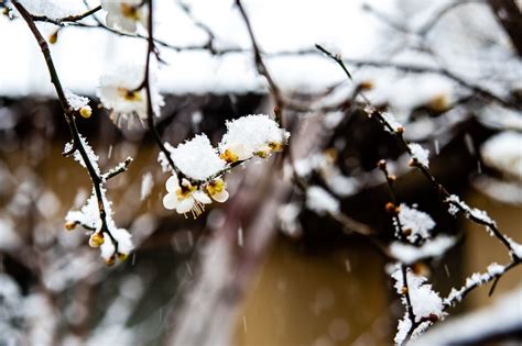 雪地比赛 雪 冬天 Pixabay上的免费照片 Pixabay