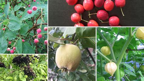 5 Types Of Cherry Bush To Grow In Edible Landscapes And Food Forests