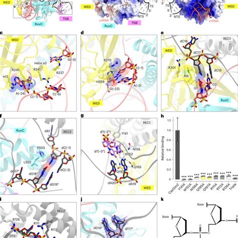 Crrna And Target Dna Recognition A Recognition Sites Of The Crrna