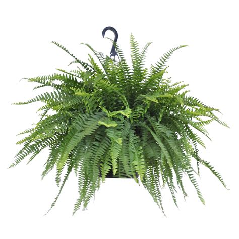Boston Fern Indoor Plant Boston Fern Sword Fern With Pot Houseplant