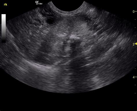 End Stage Renal Dystrophy In A 10 Year Old Mn Maine Coon Cat Members