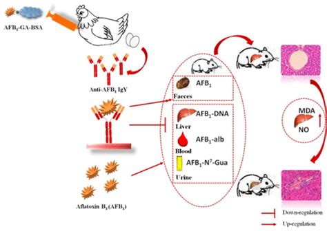 B Journal Of Agricultural And