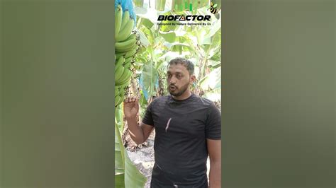 All Biofactor Products User Farmer In Banana Crop Youtube