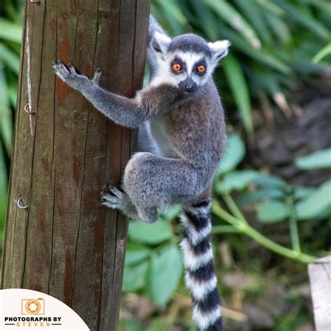 Photographs By Steven The Ring Tailed Lemur Is Known As Maky In