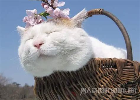 รูปแมวน่ารักๆกวนๆ ที่จะทำให้คุณยิ้มได้