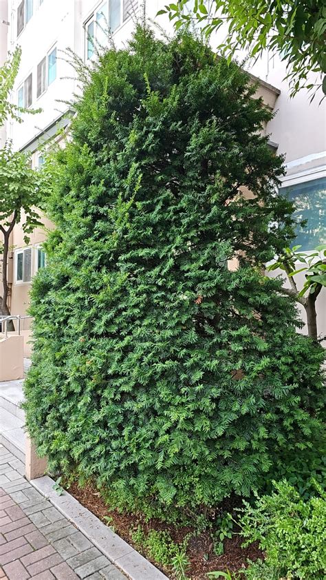 Plantdetection Object Detection Dataset And Pre Trained Model By Ask