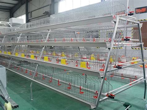 A Type Battery Pullet Chicken Cage System Zhengzhou Livi Machinery