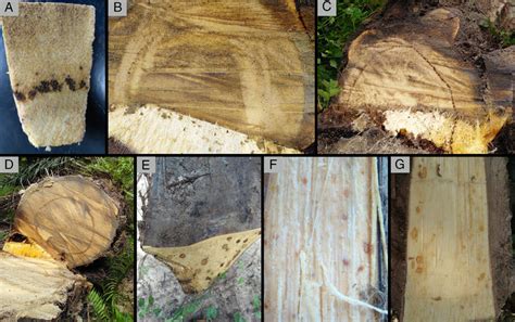 Symptoms Caused By Bursaphelenchus Cocophilus The Red Ring Nematode Download Scientific
