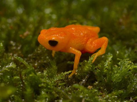Bioindicator Species Types And Examples