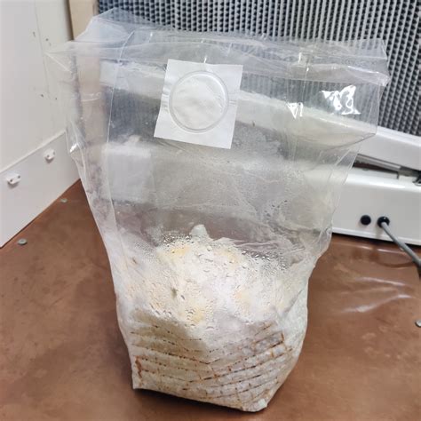What Is A Mushroom Spawn Bag At Susan Jaimes Blog