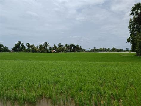 ដំណាំស្រូវរងការជន់លិចជាង ៤ពាន់ហិកតា ក្នុងខេត្តកំពត តែមិនទាន់បង្កឱ្យមានការខូចខាតនៅឡើយទេ Cnc News