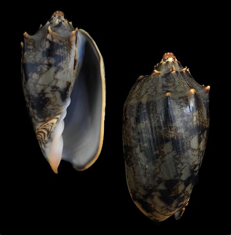 Cymbiola vespertilio peterstimpsoni - Superb large and dark colour ...