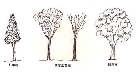 樹木の用語樹木の区分夢彩人 樹木草 手軽 ブログ 無料